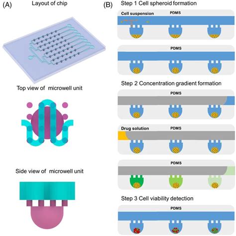Schematic Diagram Of Microfluidic Concentration Gradient Chip And