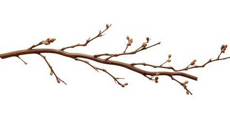 premium photo twig in elevation side view natural botanical element