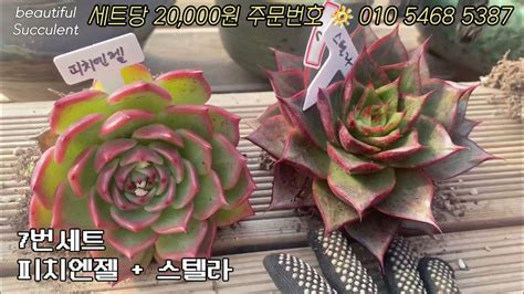 아름다운다육 농장에서 반듯하게 키운 창다육세트 세트당2만원구성 Youtube