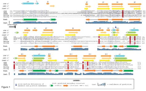 Alignment Of Copi And Ap2 Appendage Domains A Structure Based Sequence