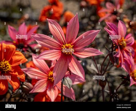 Coral Pink Flower Of Dahlia Hawaiian Sunrise With Its Bronze Stem And