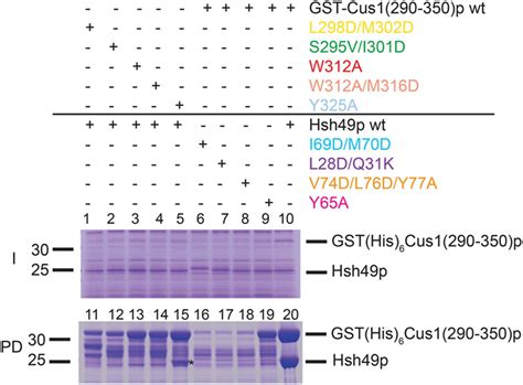 Crystal Structure Of U2 Snrnp Sf3b Components Hsh49p In Complex With Cus1p Binding Domain