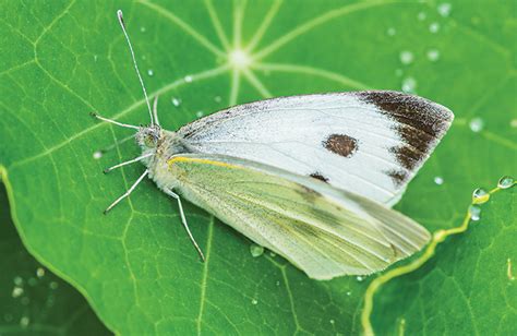 Cabbage White Butterfly Abc Gardening Australia Magazine