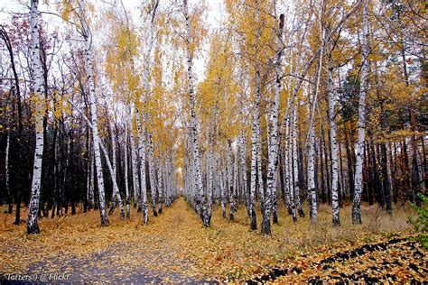 Березовая аллея - autumn vs. winter (in comment) - Landsca… | Flickr
