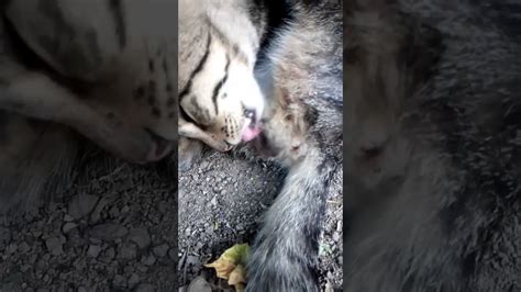Kedi Pipisini Çıkarıyor Ohaa Youtube