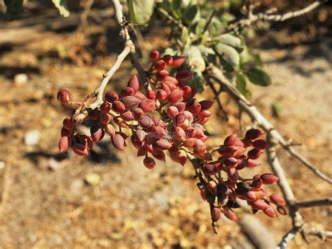 피스타치오 나무 사진 무료 다운로드 Lovepik