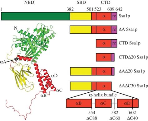 Schematic Of Ssa1p Domain Structure And Deletion Mutants Used In This