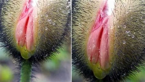 Photo What Does This Flower Look Like