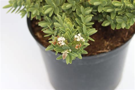 Hebe Albicans Hebe Shrubs Hedge Xpress