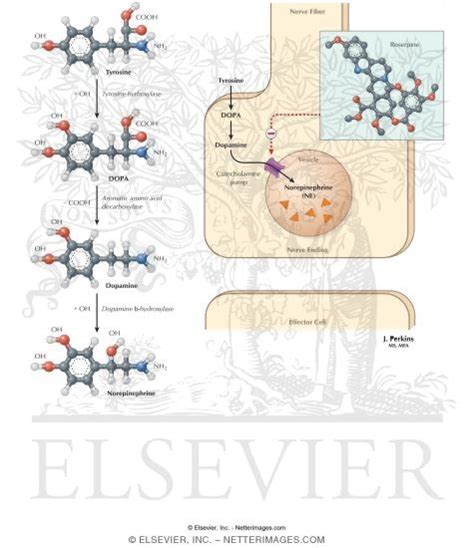 Synthesis And Storage Of Catecholamines
