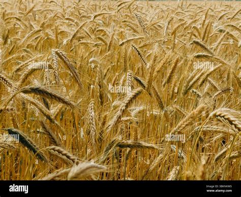 Dense Golden Wheat Field With Ripe Ears Of Grain Waving Under The