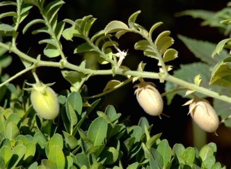 White Chick Pea Cicer Arietinum Kabuli Chick Bean Garbanzo Bean Or Ceci Bean Nitrogen Fixer