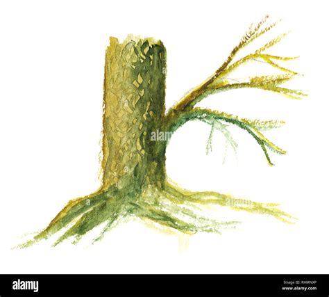 Tree Trunk With Roots Stock Photo Alamy