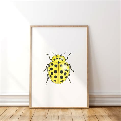22 Spotted Ladybird Filipa Quadrado Art Fine Art Prints And Limited