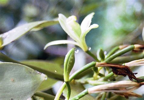 Vanilla Bean Flower Plant Vanilla Bean Orchid Vanilla Planifolia