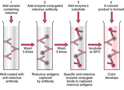 Enzyme Multiplied Immunoassay Technique