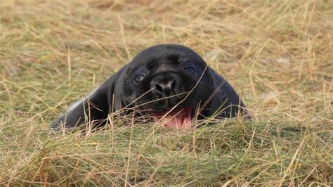 Rare Black Seal Pups Among Births At Donna Nook In Lincolnshire Bbc News