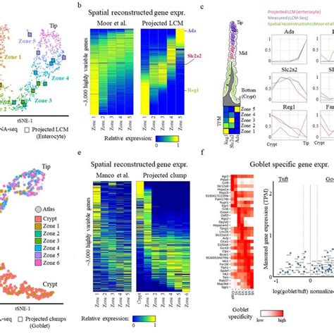 Imputation And High Resolution Label Transfer Identifies Spatial Download Scientific Diagram