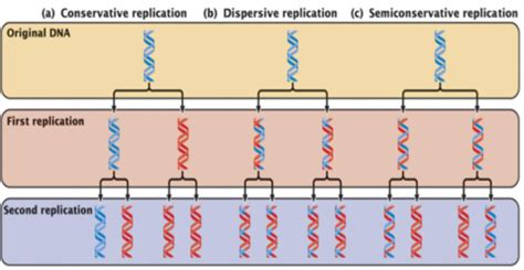 Lecture 2 Dna Replication Flashcards Quizlet