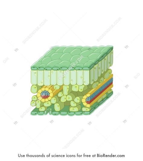 Free Leaf Structure Icons Symbols Images BioRender