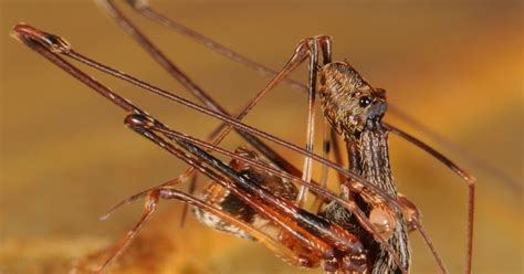 Species New To Science [arachnida • 2018] A Review Of The Madagascan