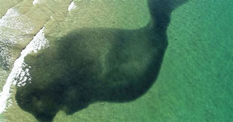 해운대 해변 바로 앞 검은 물결정어리떼 이례적 출현