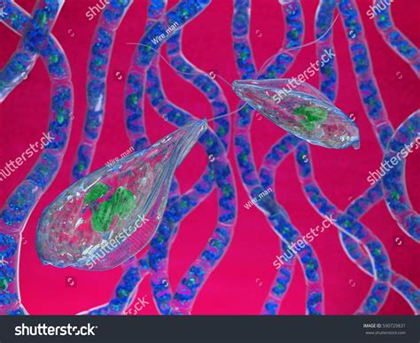 Flagellate Protozoa Microorganisms Algae Background 3d Stock