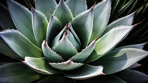 الصور الفوتوغرافية الصبار صورة لجدار بواسطة أماندا كروجر صورة نبات