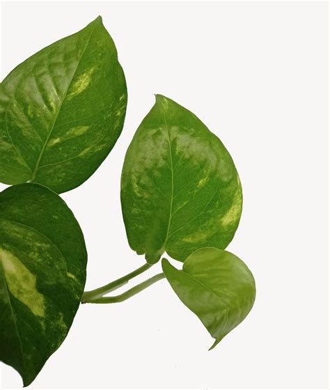 Jouw Scindapsus Aureus Kopen Fleurdirect