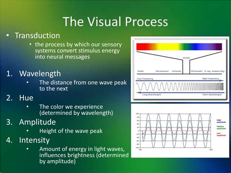 Ppt The Visual Process Powerpoint Presentation Free Download Id