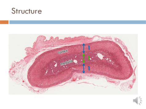 Week 9 Disease Of The Adrenal Glands Flashcards Quizlet