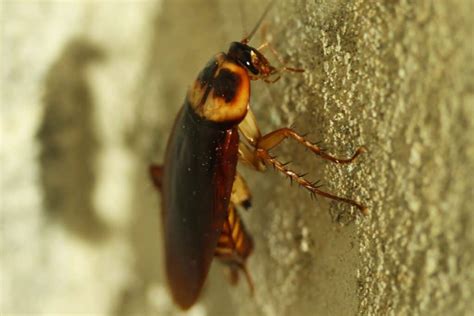 Cockroach In The House 6 Spiritual Meanings