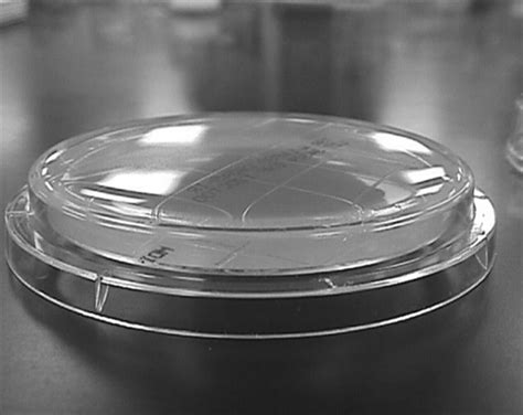 rodac contact plates पीट्री डिश in solan international scientific