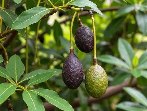 How To Grow Avocados At Home Plant Care And Harvest Your Own Avocado