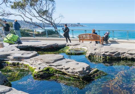 La Jolla Tide Pools Expert Tips Best Beaches When To Go And Rules 2026