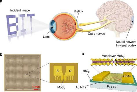 ai breakthrough synaptic device array achieves human like visual