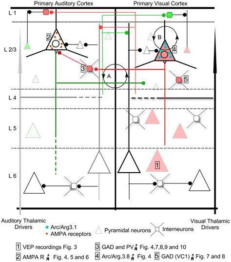 working hypothesis about cross modal reaction between auditory and