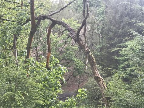 Odd Shaped Contortion Of Nature Stock Photo Image Of Shapes Contort