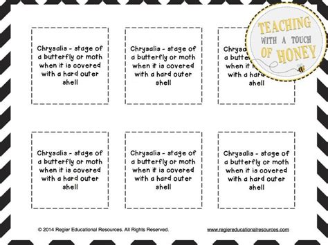 bugs and insects activity fun interactive notebook vocabulary