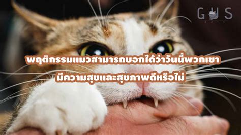 พฤติกรรมแมวสามารถบอกได้ว่าวันนี้พวกเขามีความสุขและสุขภาพดีหรือไม่