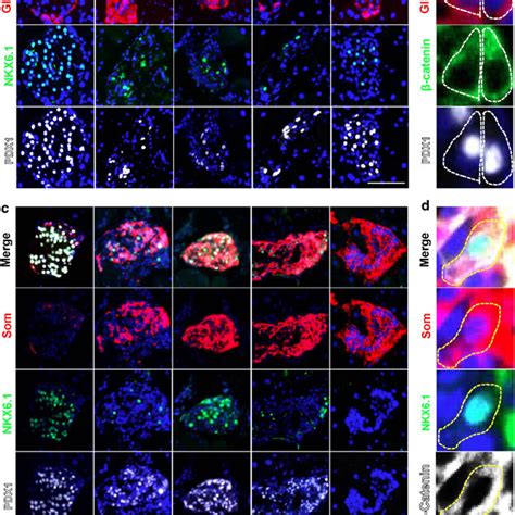 Model Of Pancreatic Islet Cell Transdifferentiation Intermediates In Download Scientific