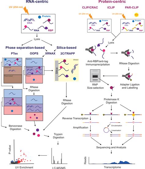 Advantages And Limitations Of Uv Cross Linking Analysis Of Protein Rna