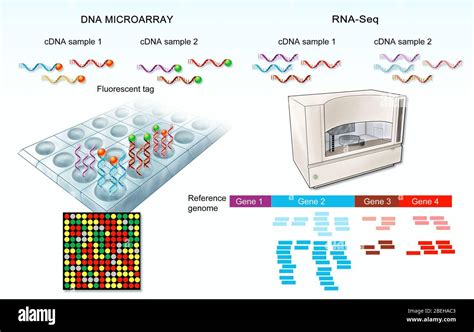 What Is Dna And Rna Sequencing At Jane Shepherd Blog