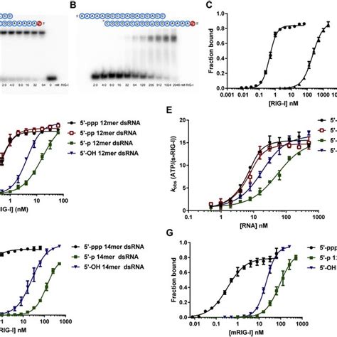 Development Of The Rig I Binding Assay And Binding Of Rig I To Dsrna Download Scientific