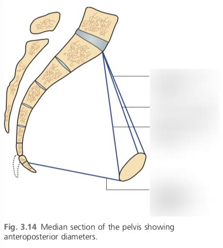 Diagram Of Median Section Of Pelvis With Anteroposterior Diameters