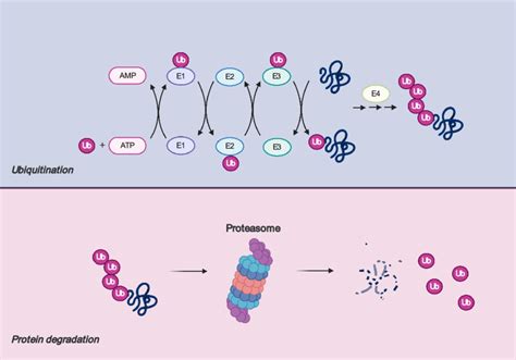Top Schematic Representation Of The Ubiquitination Of Substrates By