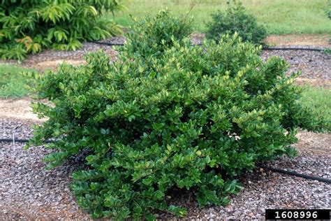 Japanese Privet Ligustrum Japonicum
