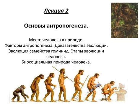 Этапы эволюции человека 9 класс биология презентация