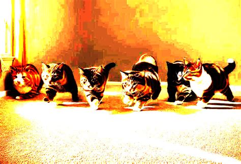 Squint At Kitties Scribble Hub Forum