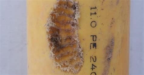 Stupid Gopher R Plumbing